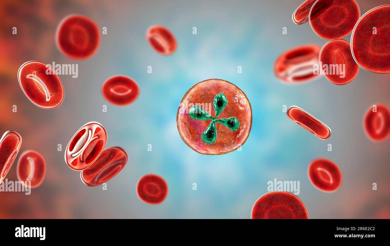 Babesia parasites inside red blood cell, computer illustration. This is ...
