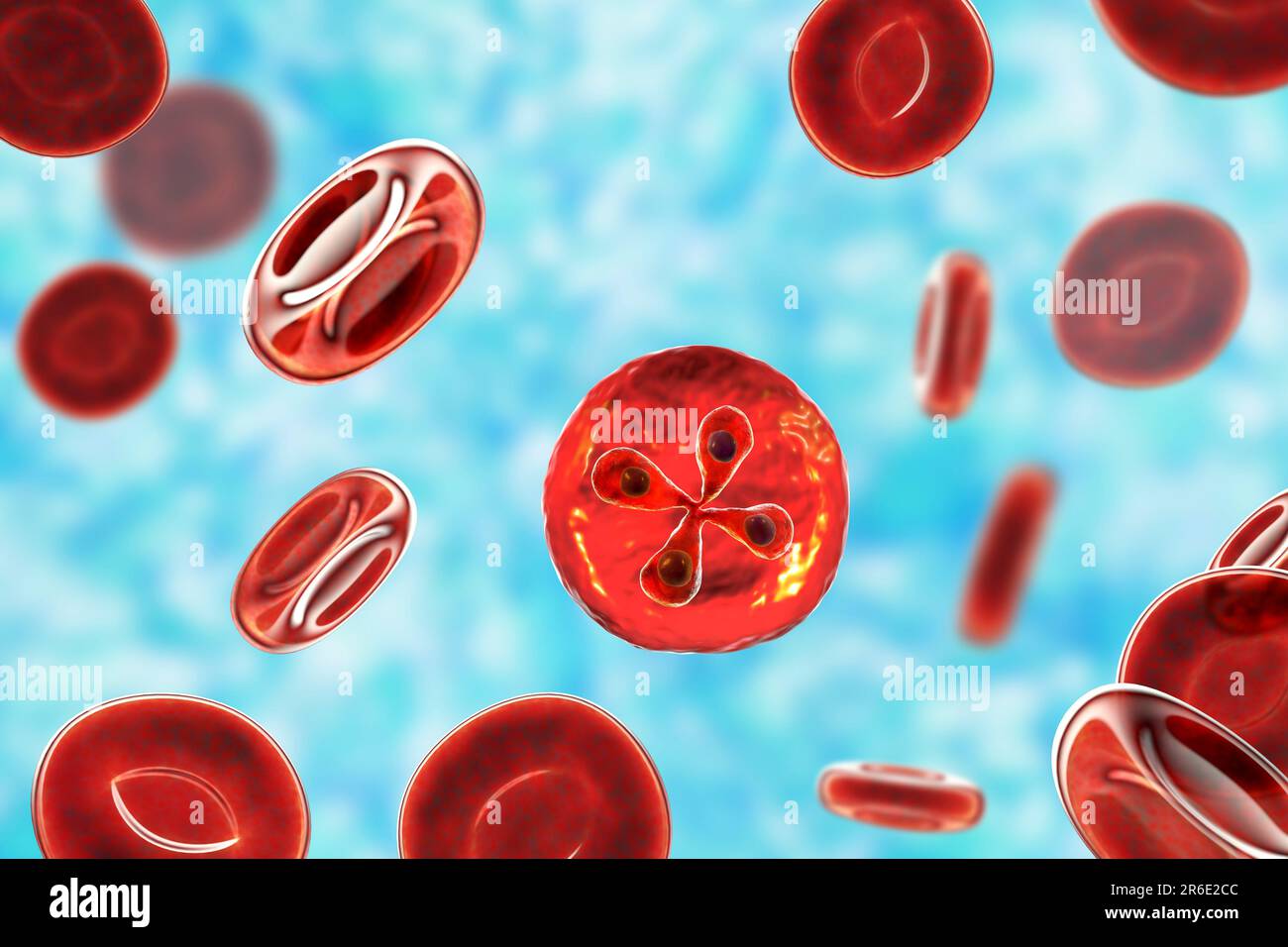 Babesia parasites inside red blood cell, computer illustration. This is ...