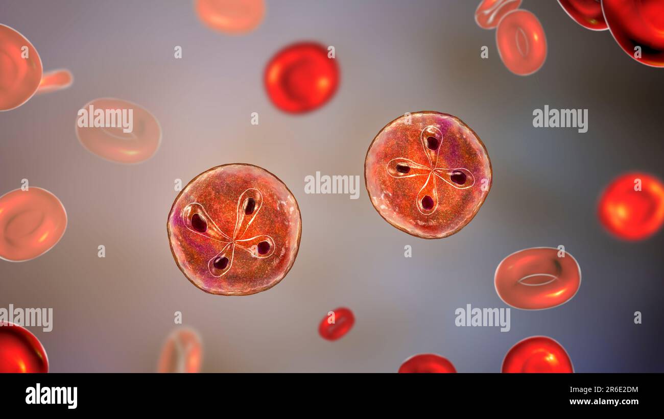 Babesia parasites inside red blood cell, computer illustration. This is ...