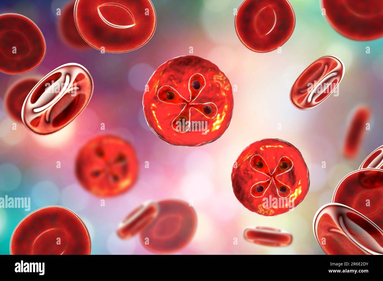Babesia parasites inside red blood cell, computer illustration. This is ...