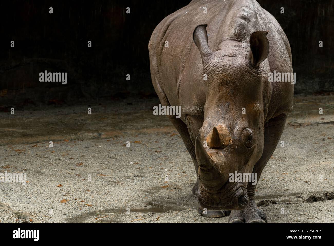 A close up photo of an endangered white rhino, rhinoceros face,horn and ...