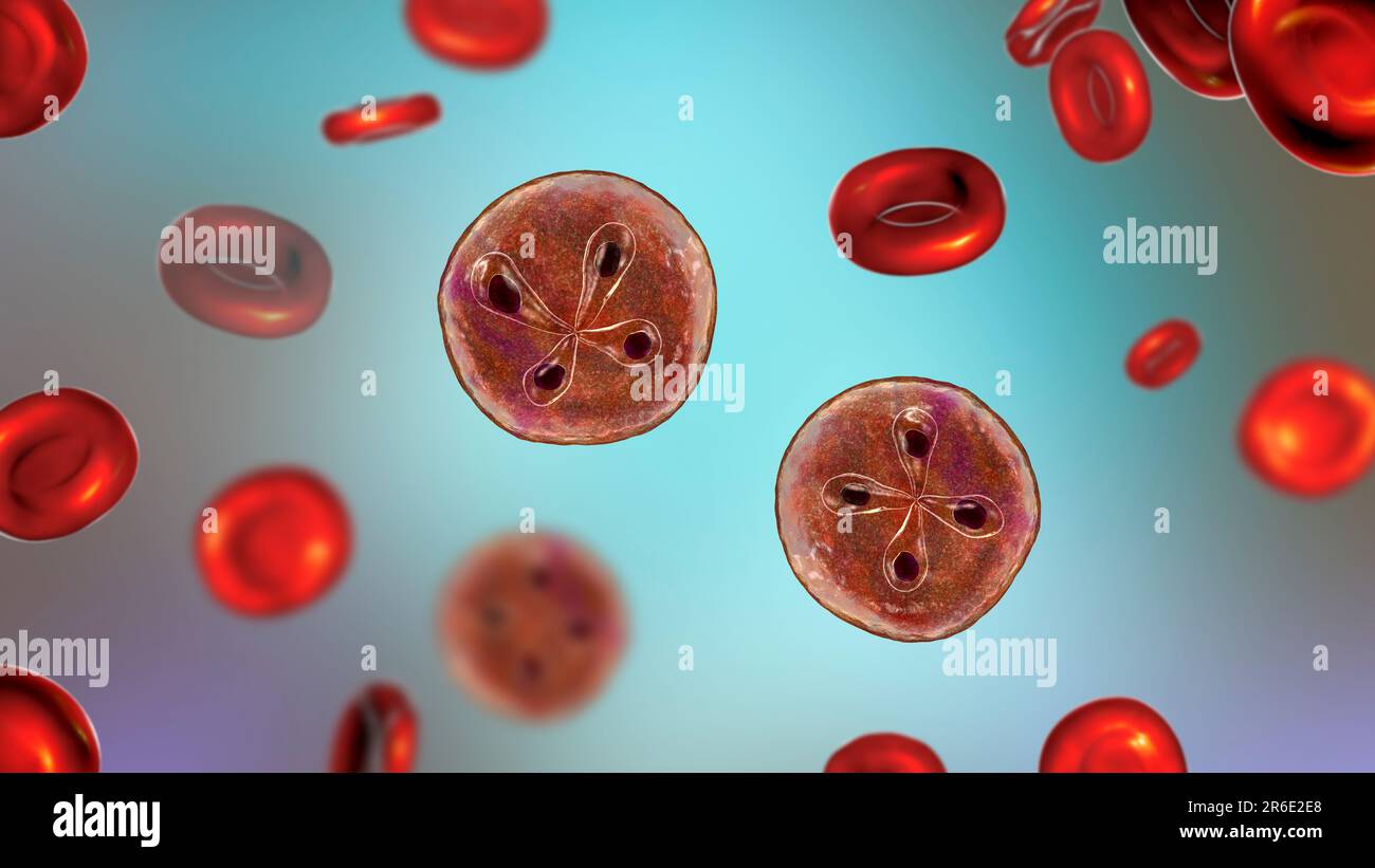 Babesia parasites inside red blood cell, computer illustration. This is ...