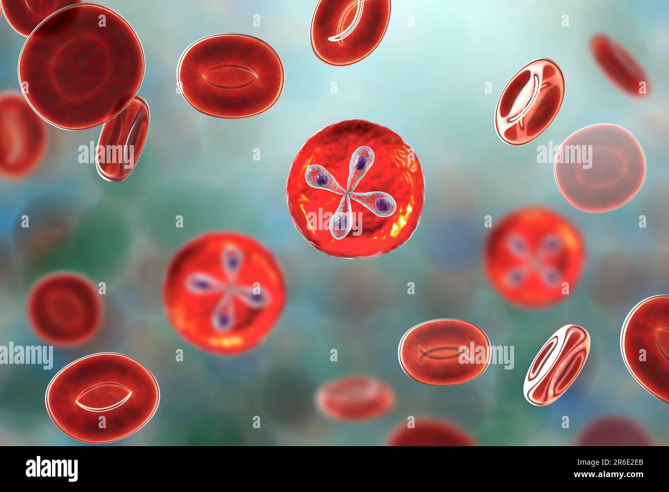 Babesia parasites inside red blood cell, computer illustration. This is ...