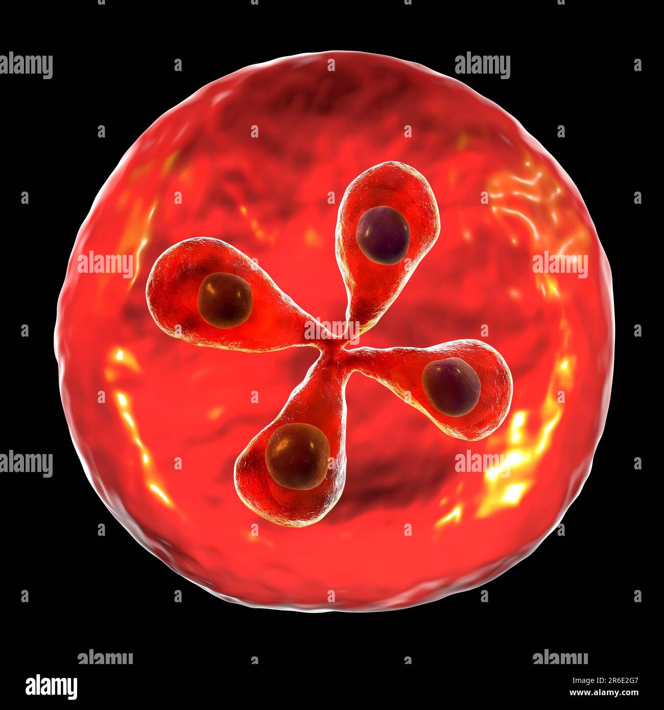 Babesia parasites inside red blood cell, computer illustration. This is ...