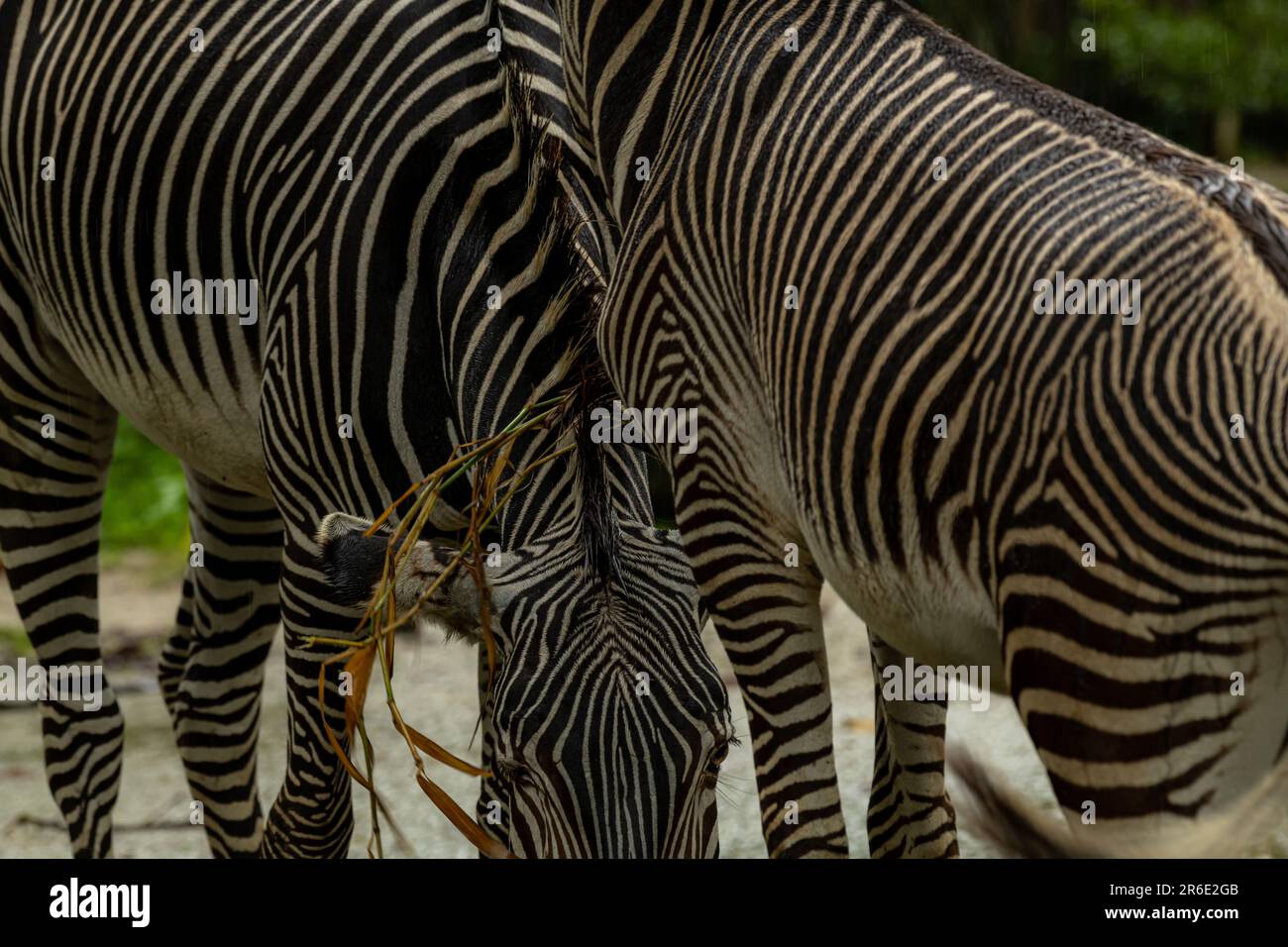 The mother and daughter of the plains zebra stands in an enclosure in a ...