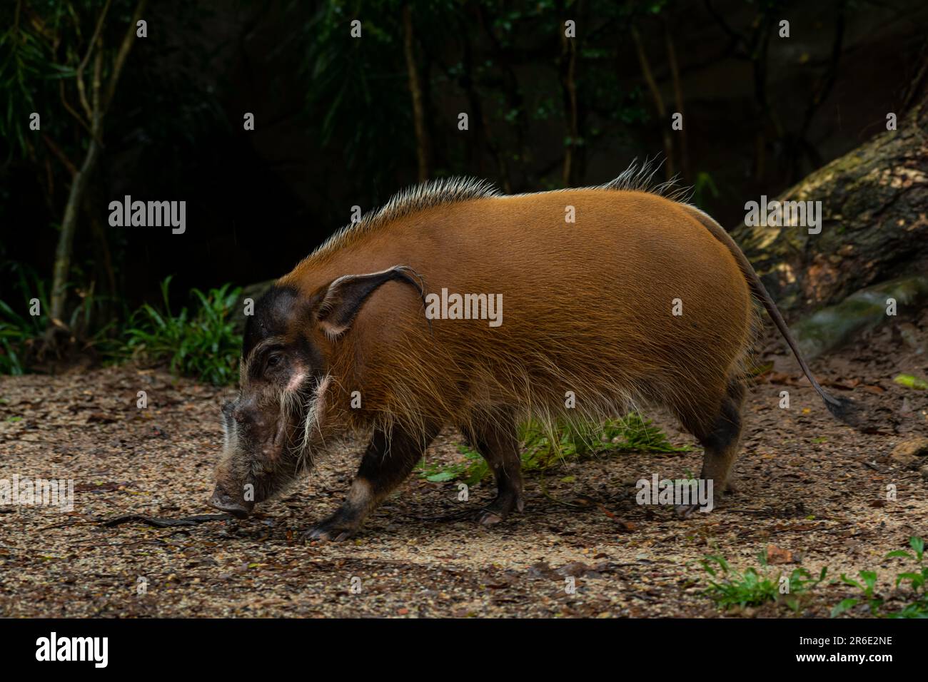Red river hog, Potamochoerus porcus, also known as the bush pig. Close ...