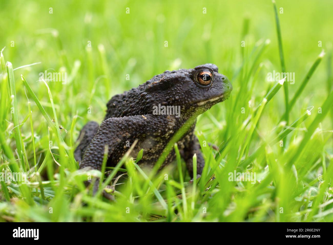 England bufo hi-res stock photography and images - Alamy