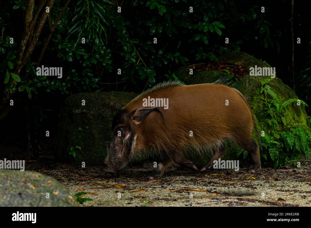 bush pig or red river hog (in german Pinselohrschwein, Flussschwein ...
