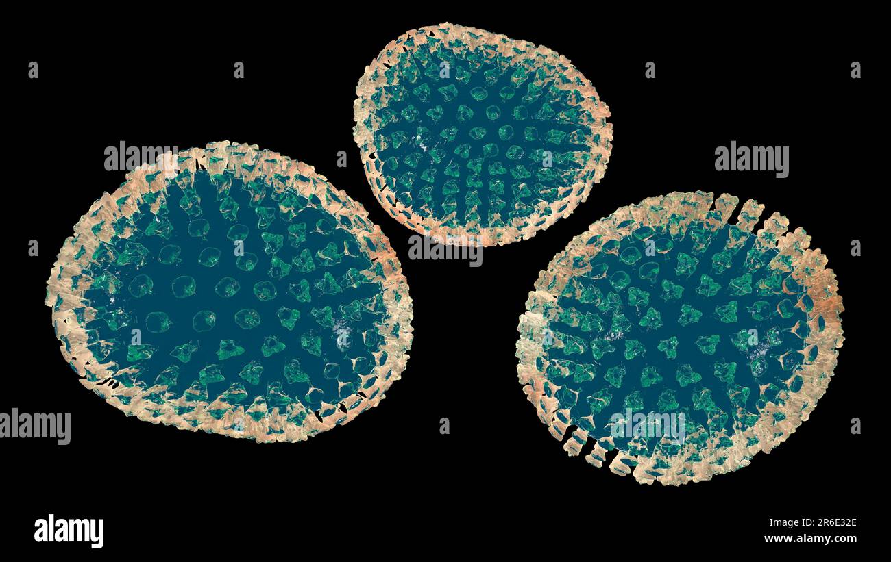 Flu viruses, computer illustration. Each virus consists of a core of ...