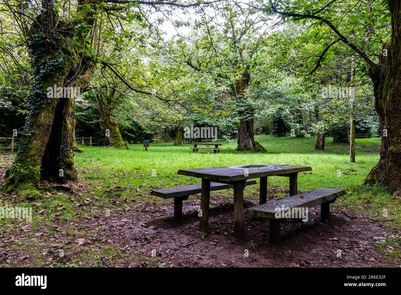 Woodland picnic table hi-res stock photography and images - Alamy