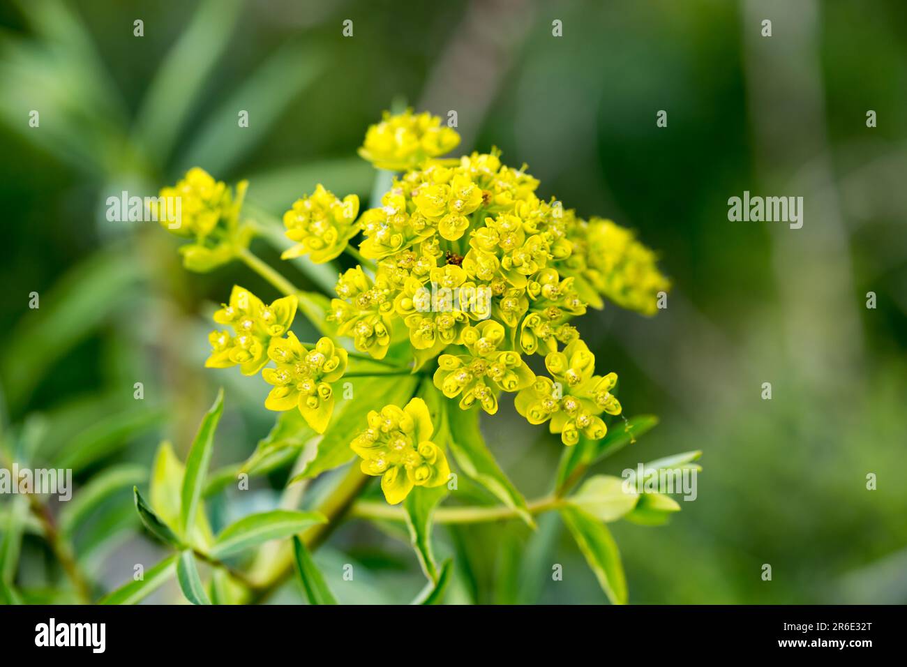 Euphorbia virgata, commonly known as leafy spurge, wolf's milk leafy ...