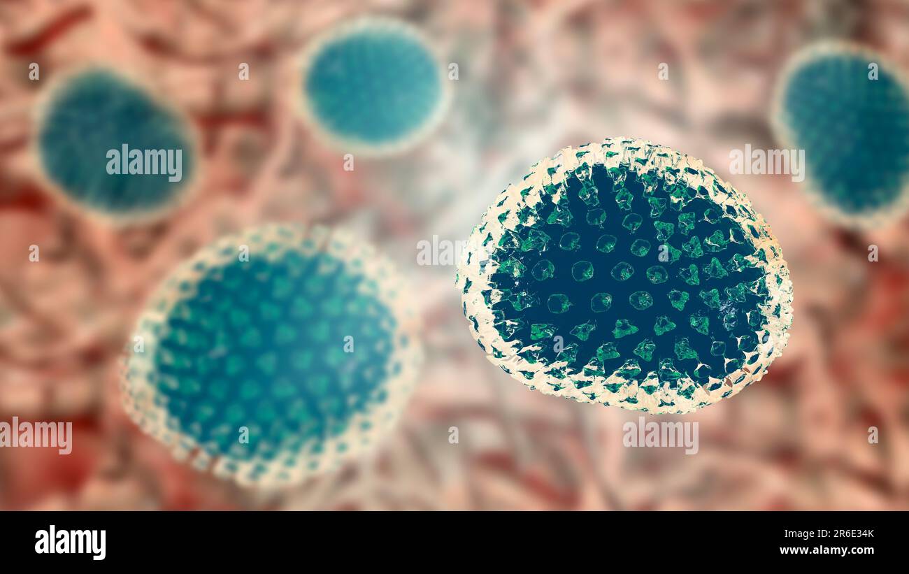 Flu viruses, computer illustration. Each virus consists of a core of ...