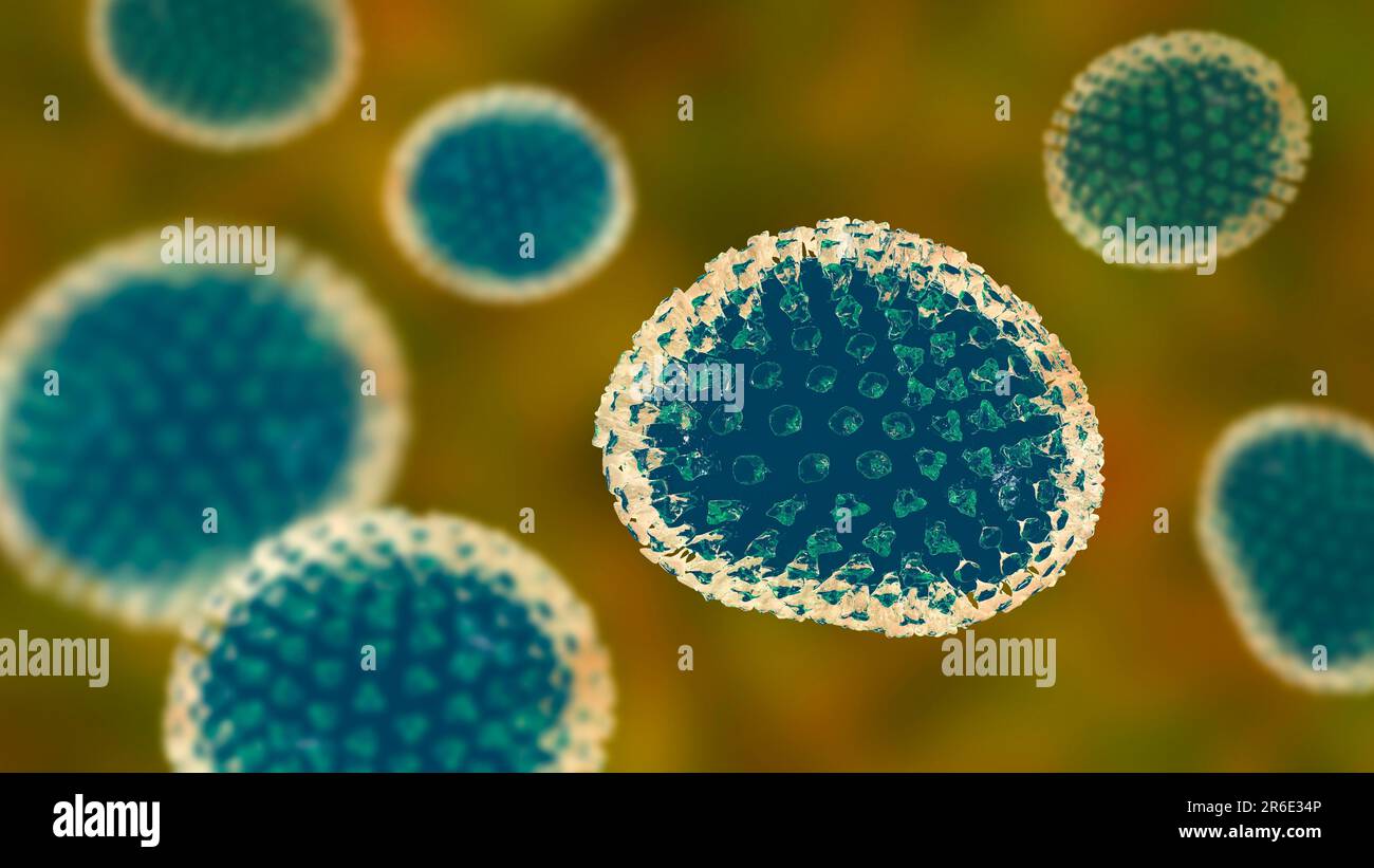 Flu viruses, computer illustration. Each virus consists of a core of ...