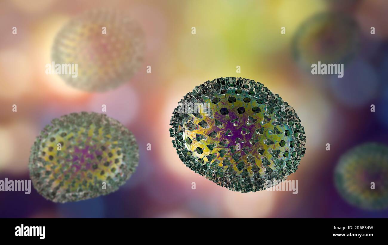 Flu viruses, computer illustration. Each virus consists of a core of ...