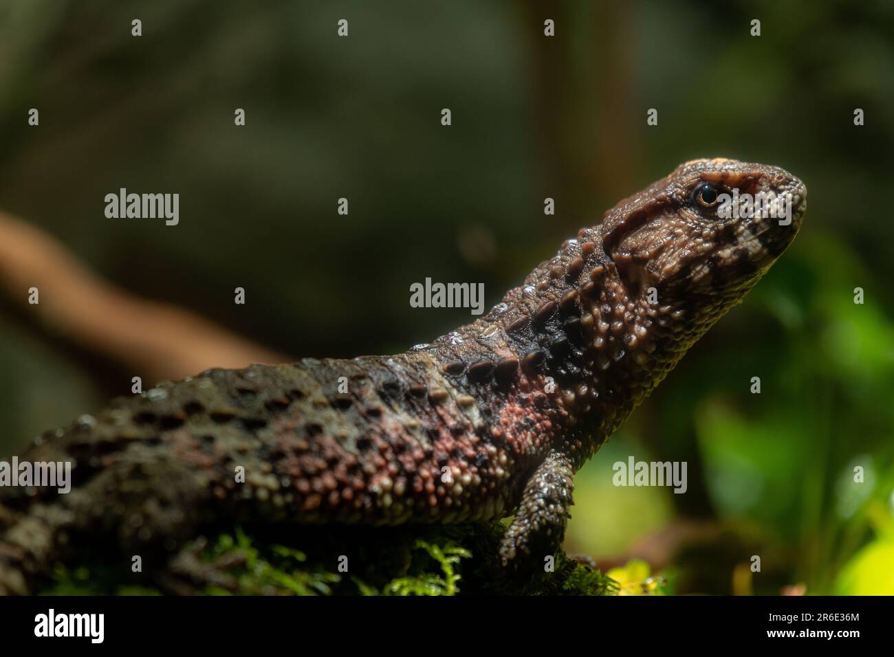 Shinisaurus crocodilurus hi-res stock photography and images - Alamy
