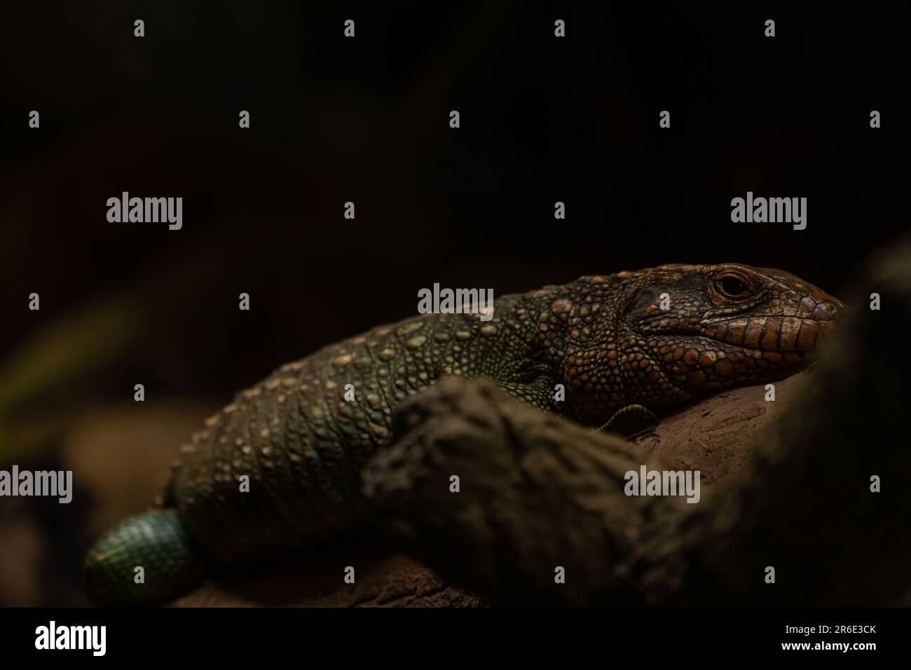 Northern Caiman Lizard on the trunk, Dracaena guianensis, selective ...