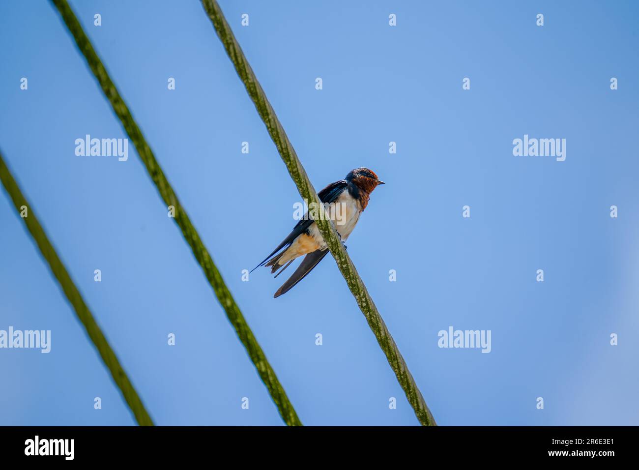 Barn Swallow on wire under blue sky background. A wire tailed swallow ...