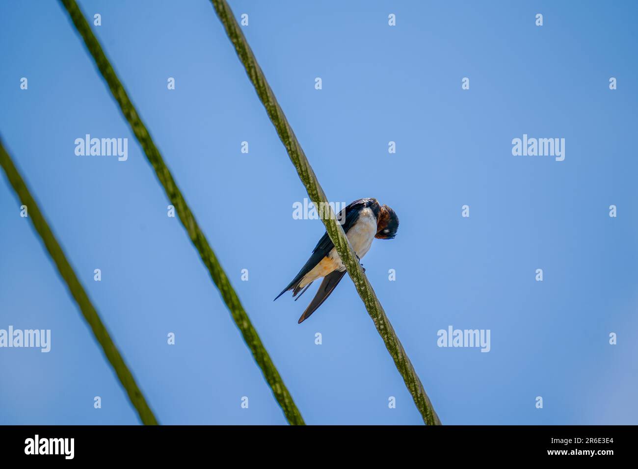 Barn Swallow on wire under blue sky background. A wire tailed swallow ...
