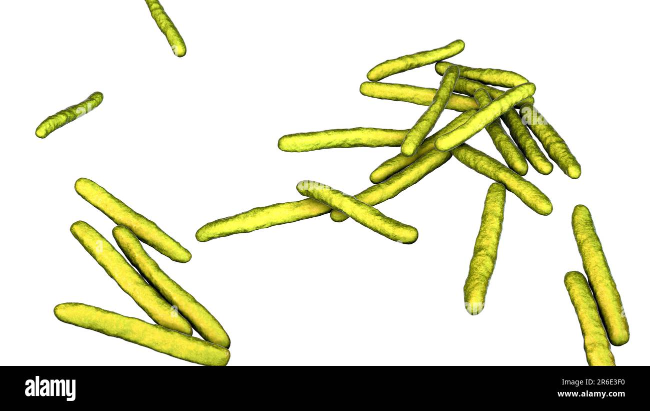 Leprosy bacteria. Computer artwork of Mycobacterium leprae bacteria, the Gram-positive rod ...