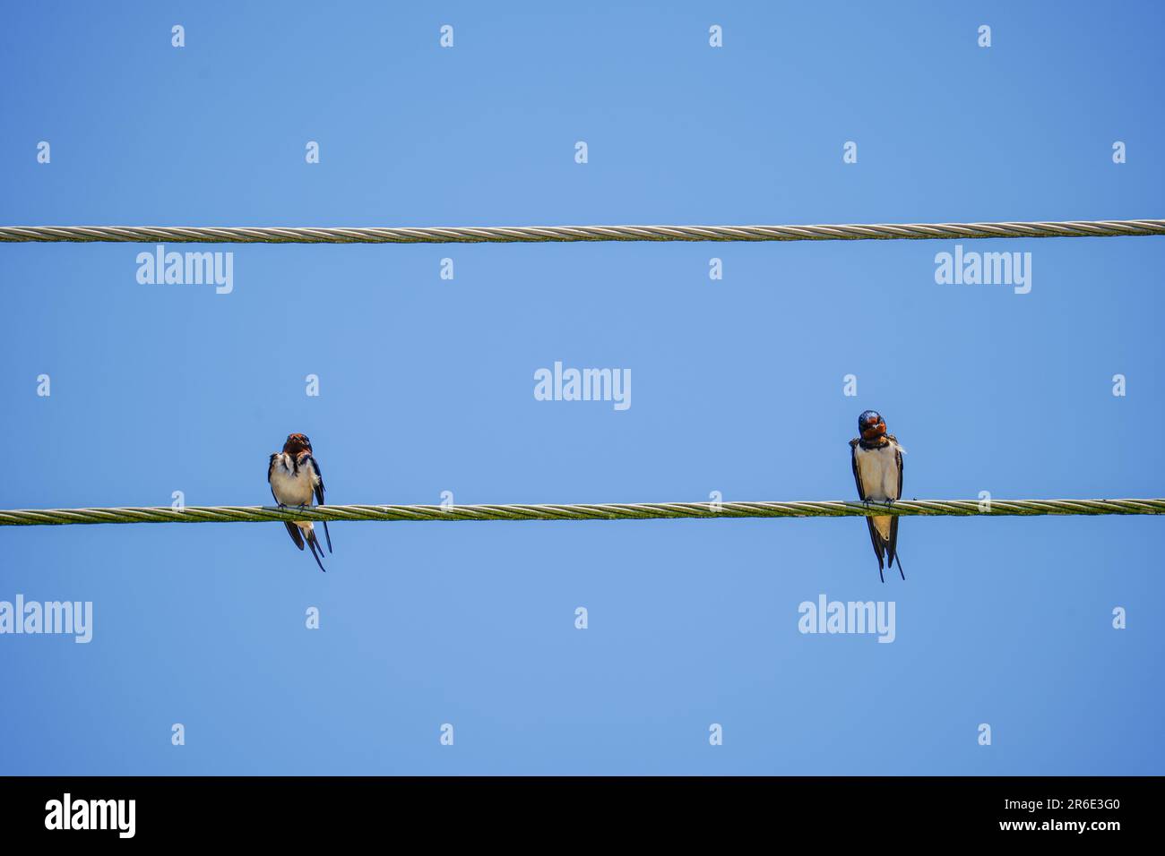 Barn Swallows on wire under blue sky background. Two wire tailed ...