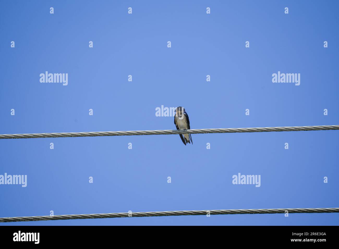 Barn Swallow on wire under blue sky background. A wire tailed swallow ...