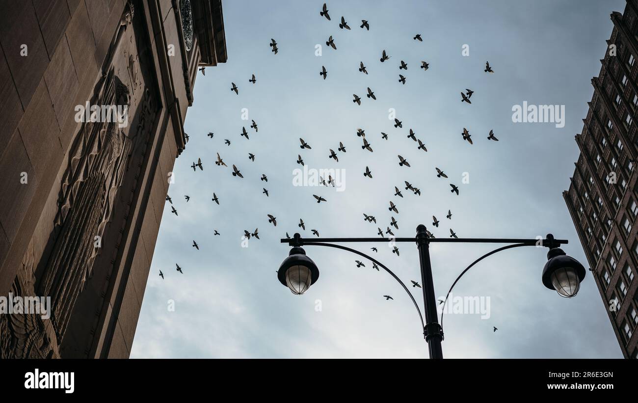 A low-angle of large flock of birds soaring over a bustling city with ...