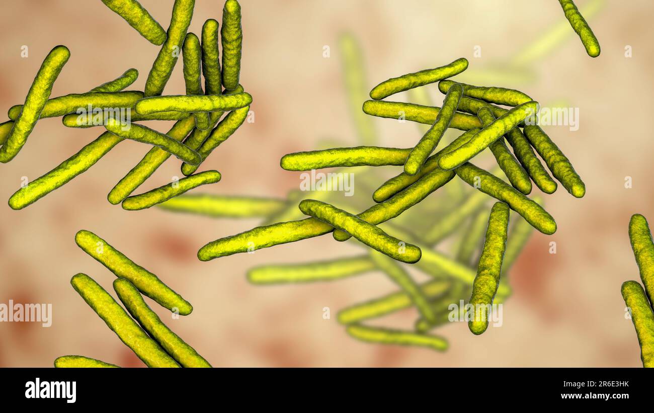 Leprosy bacteria. Computer artwork of Mycobacterium leprae bacteria, the Gram-positive rod ...