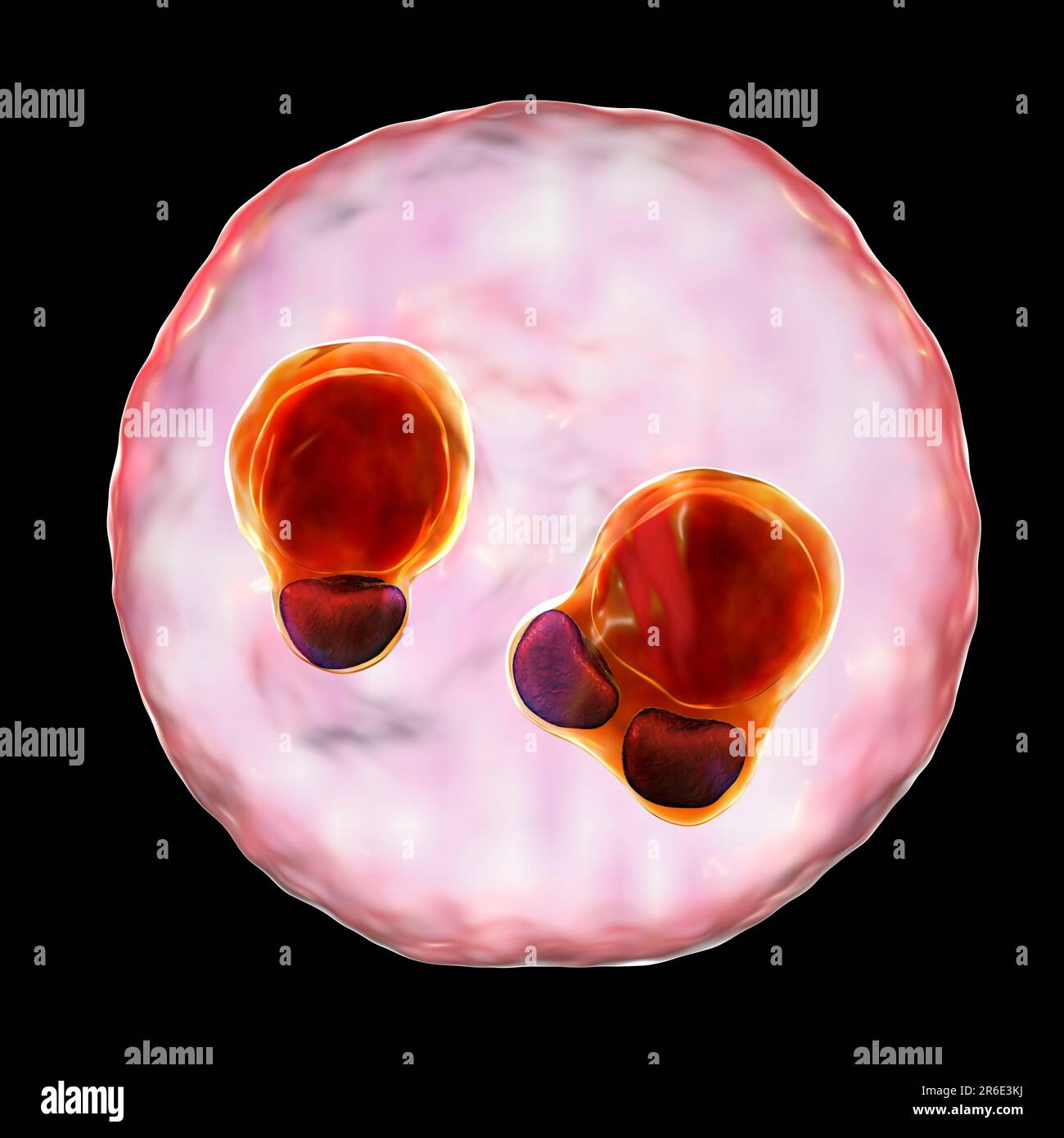 Protozoan Plasmodium falciparum inside red blood cell, computer artwork ...