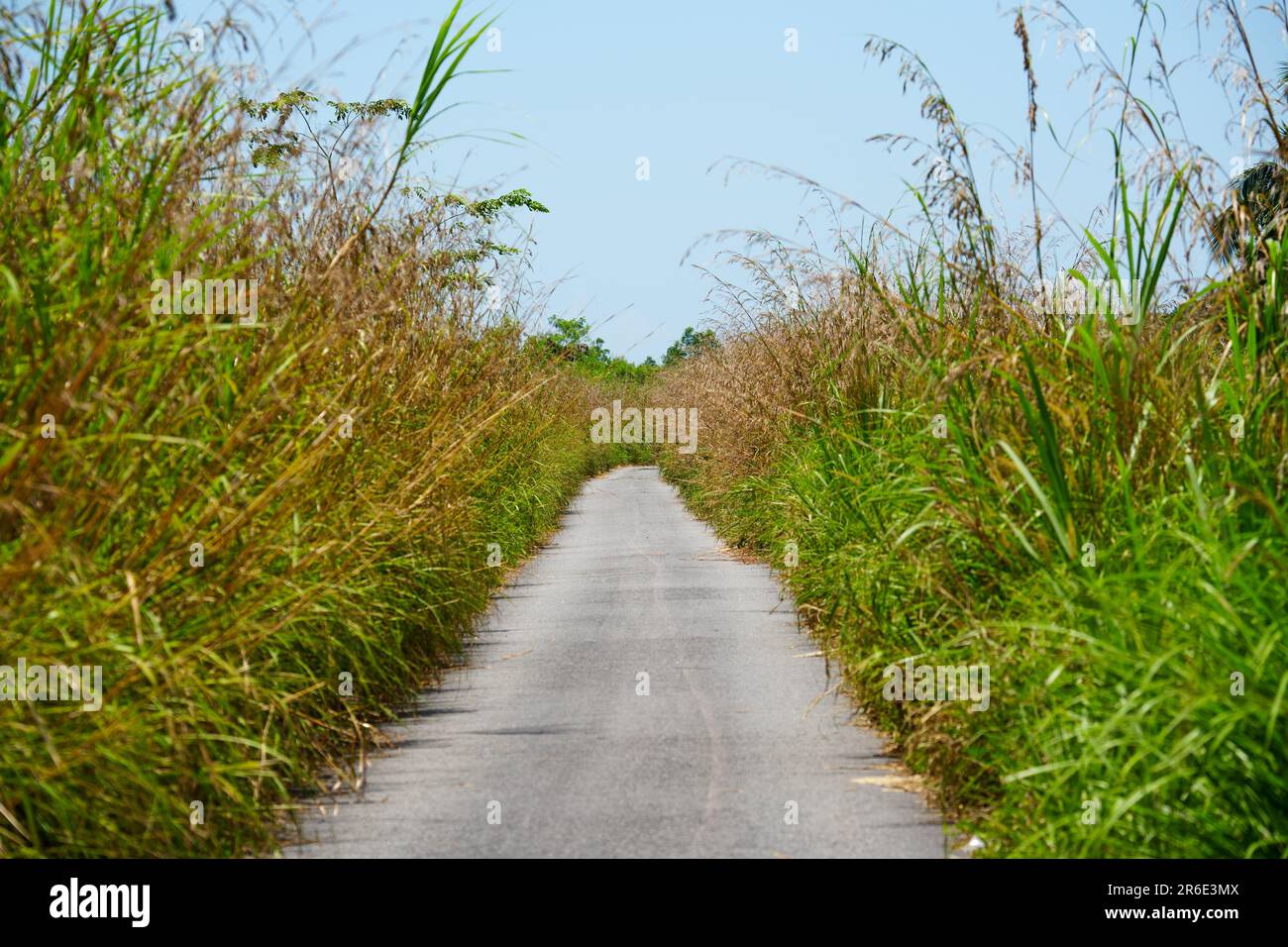 Road in green meadows. Summer country road with grass. Straight road ...