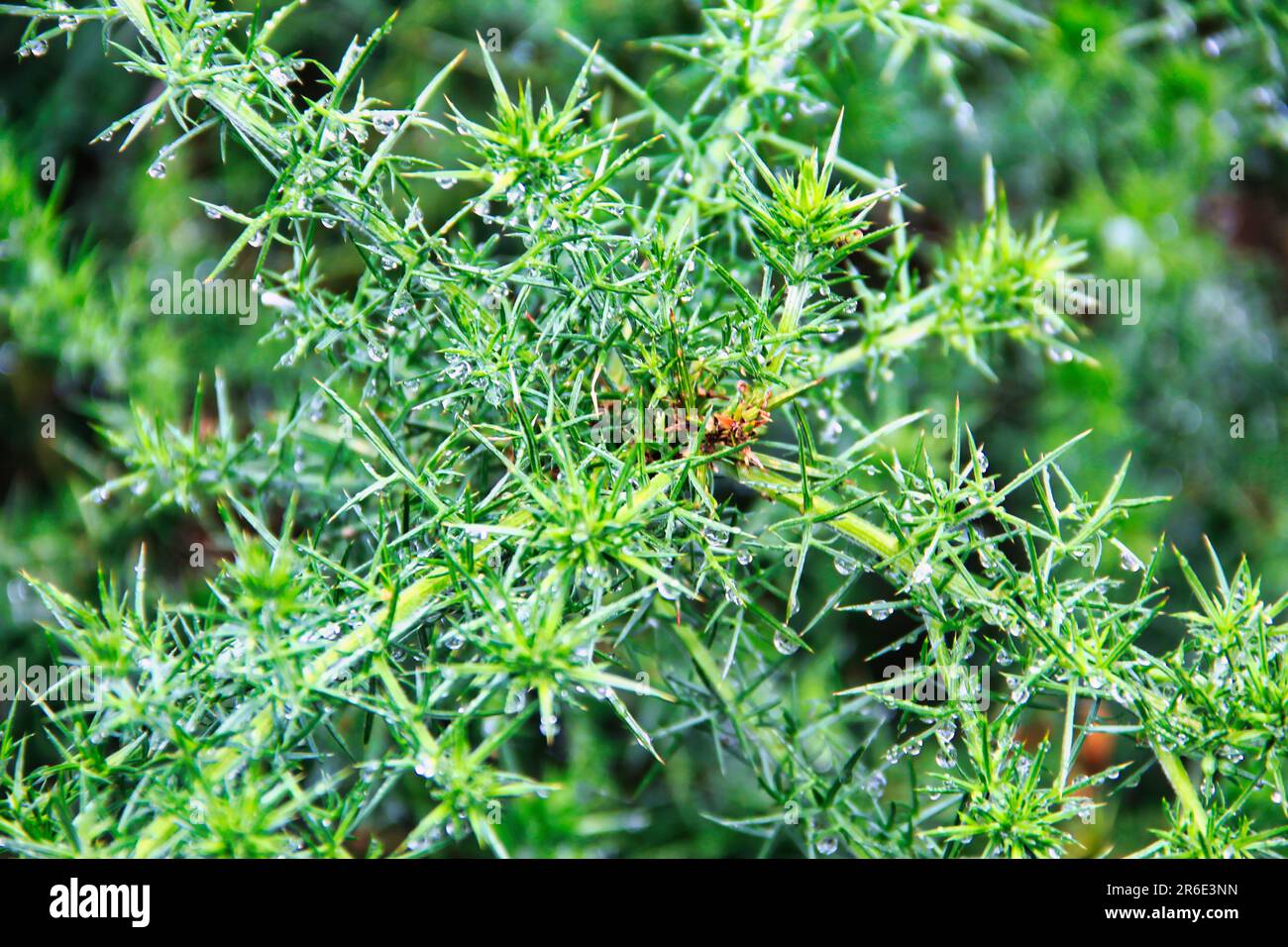 green gorse plant with small drops of dew water Stock Photo - Alamy