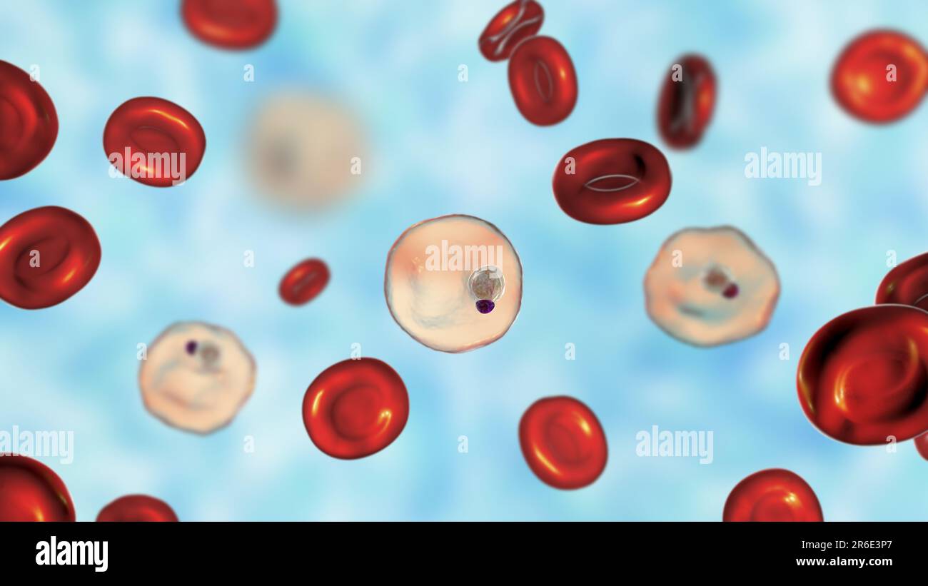 Protozoan Plasmodium vivax inside red blood cells, computer artwork. P ...