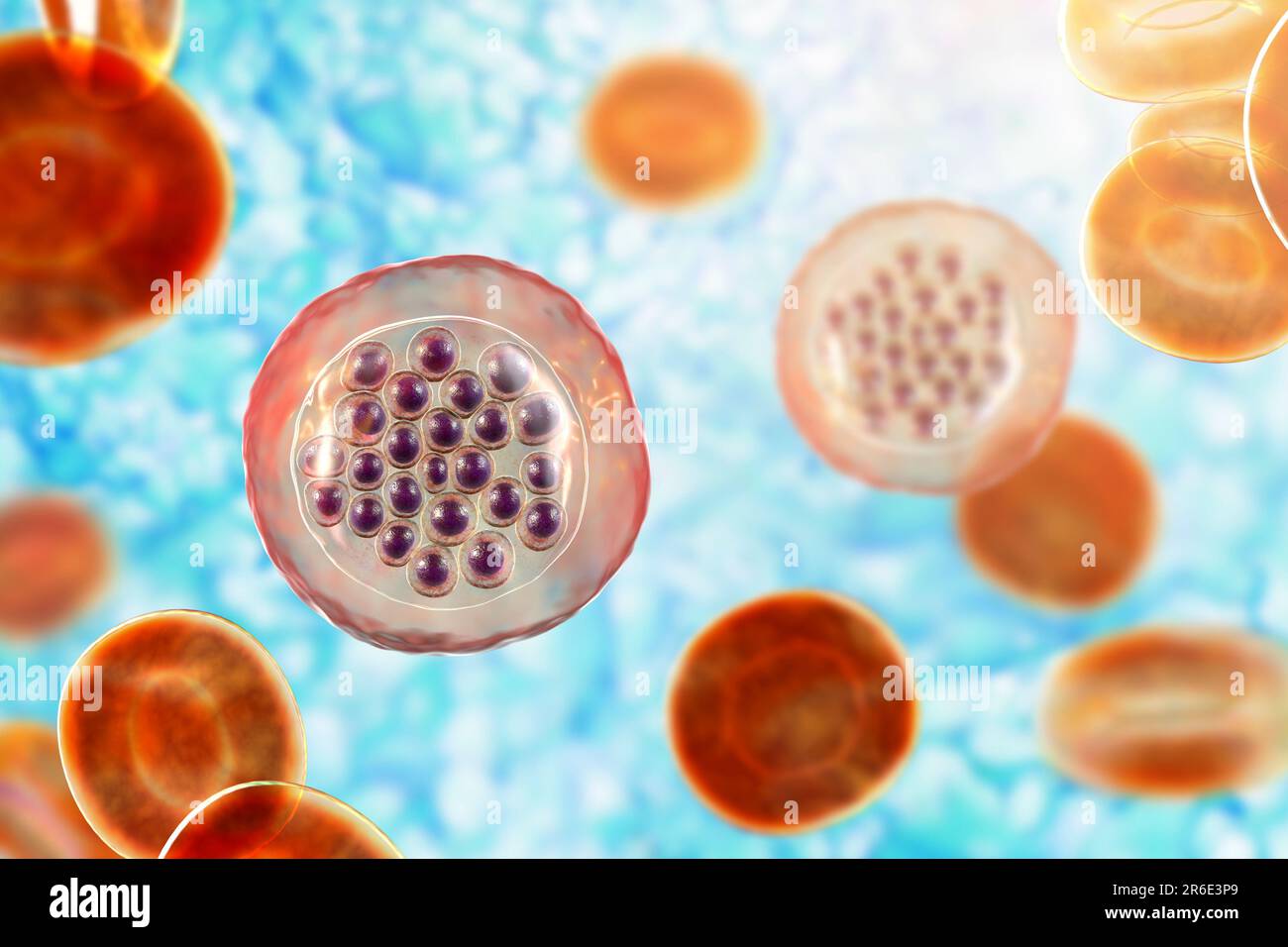 Protozoan Plasmodium falciparum inside red blood cell, computer artwork ...