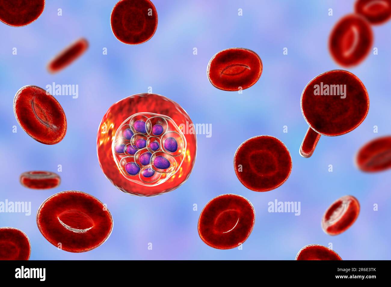 Protozoan Plasmodium vivax inside red blood cells, computer artwork. P ...