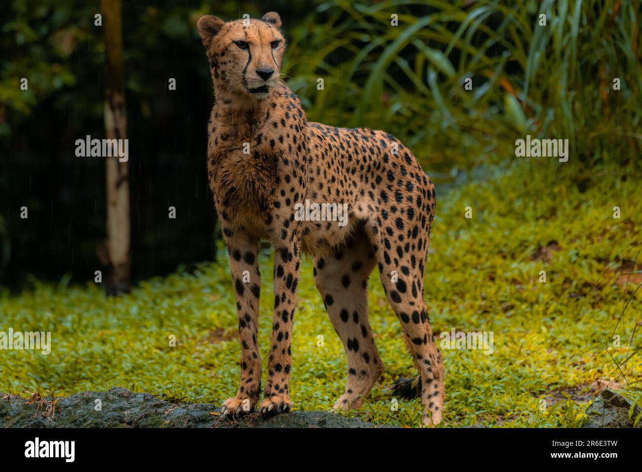 African cheetah, Masai Mara National Park, Kenya, Africa. Cat in nature ...