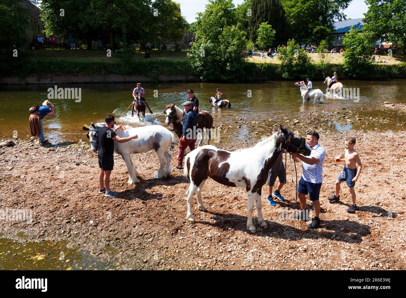 Gypsies swim their horses in the River Eden at the historic Appleby ...