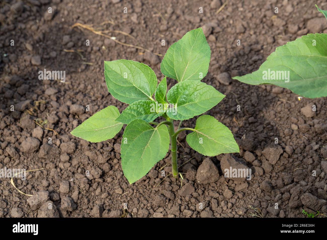 A close-up of a sprout of sunflower sprouts lit by the afternoon sun on ...