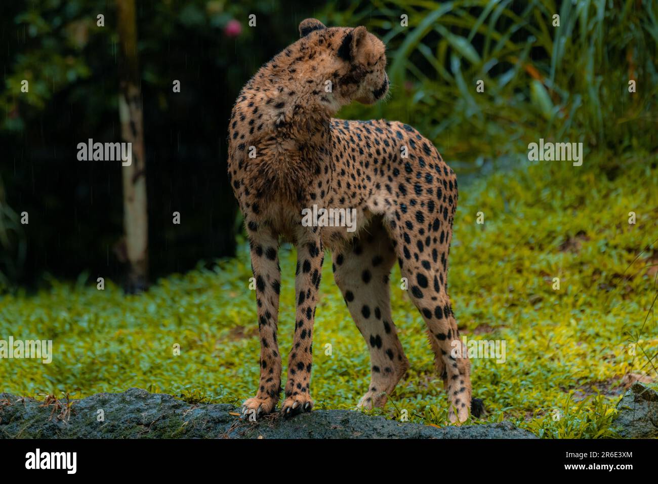 A cheetah standing alone in its natural habitat looking back Stock ...