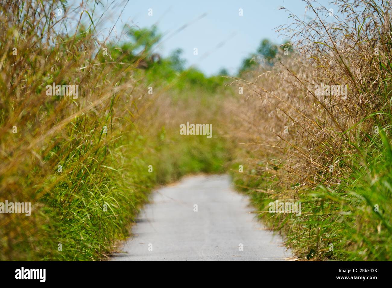 Road in green meadows. Summer country road with grass. Straight road ...