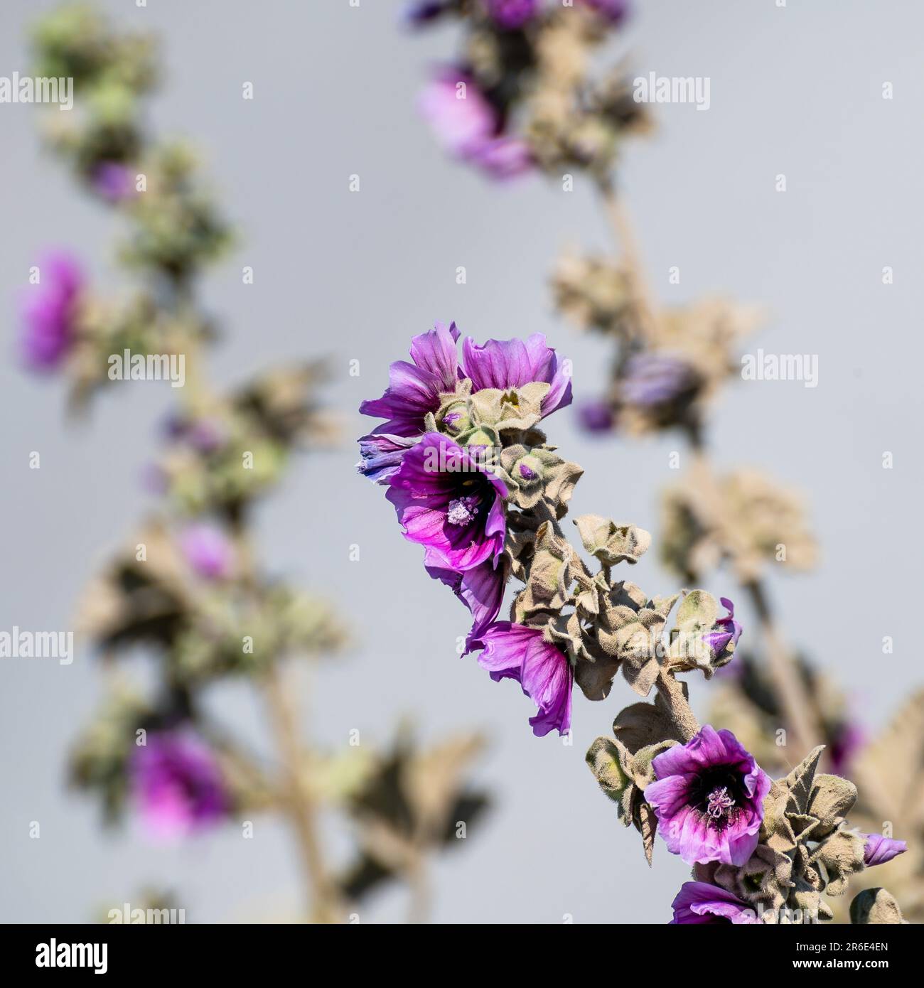 Tree mallow (Cornish tree mallow) flowers with defocussed stems in the ...