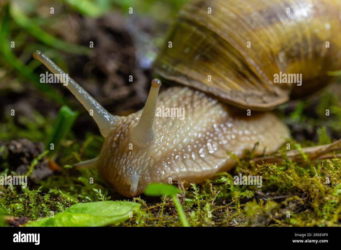 Helix pomatia also Roman snail, Burgundy snail, edible snail or ...