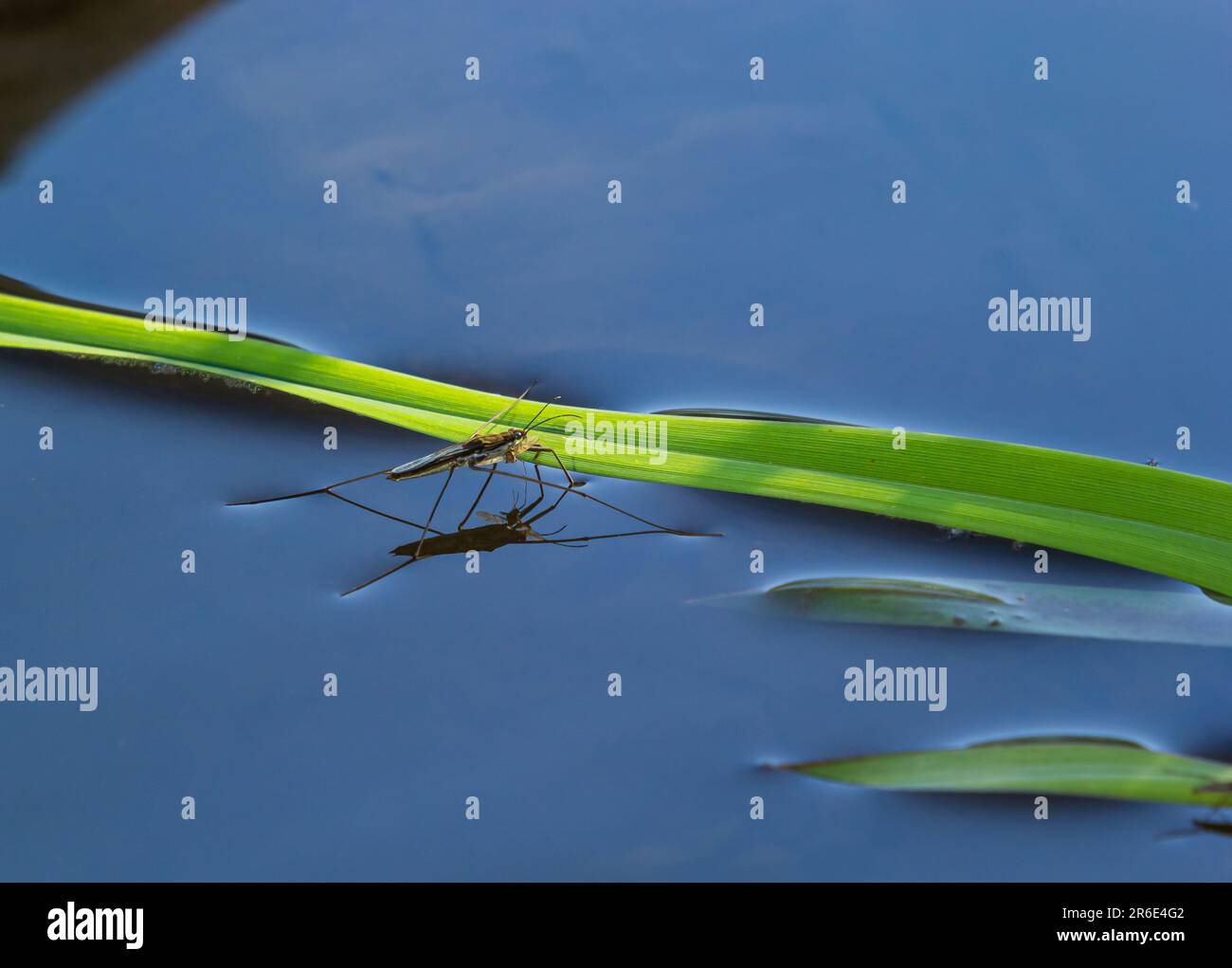 Pond skater insect hi-res stock photography and images - Alamy