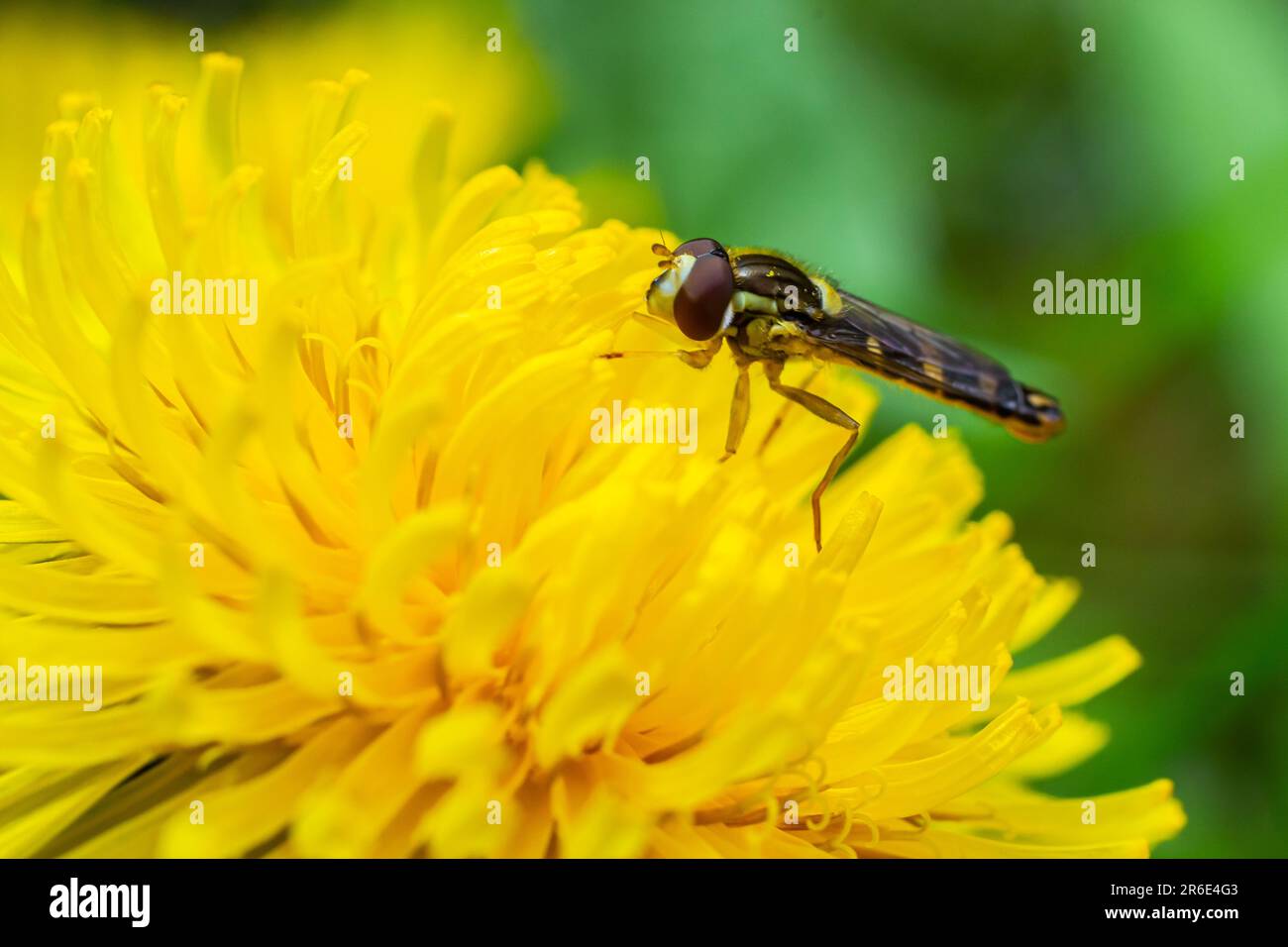 The female longfly Sphaerophoria scripta sits on a dandelion petal Stock Photo - Alamy