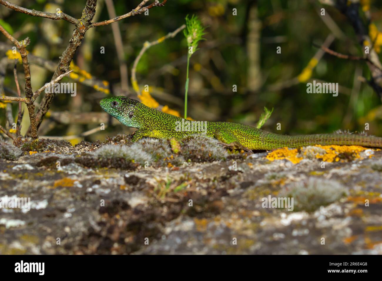 European green lizard Lacerta viridis emerging from the grass exposing ...
