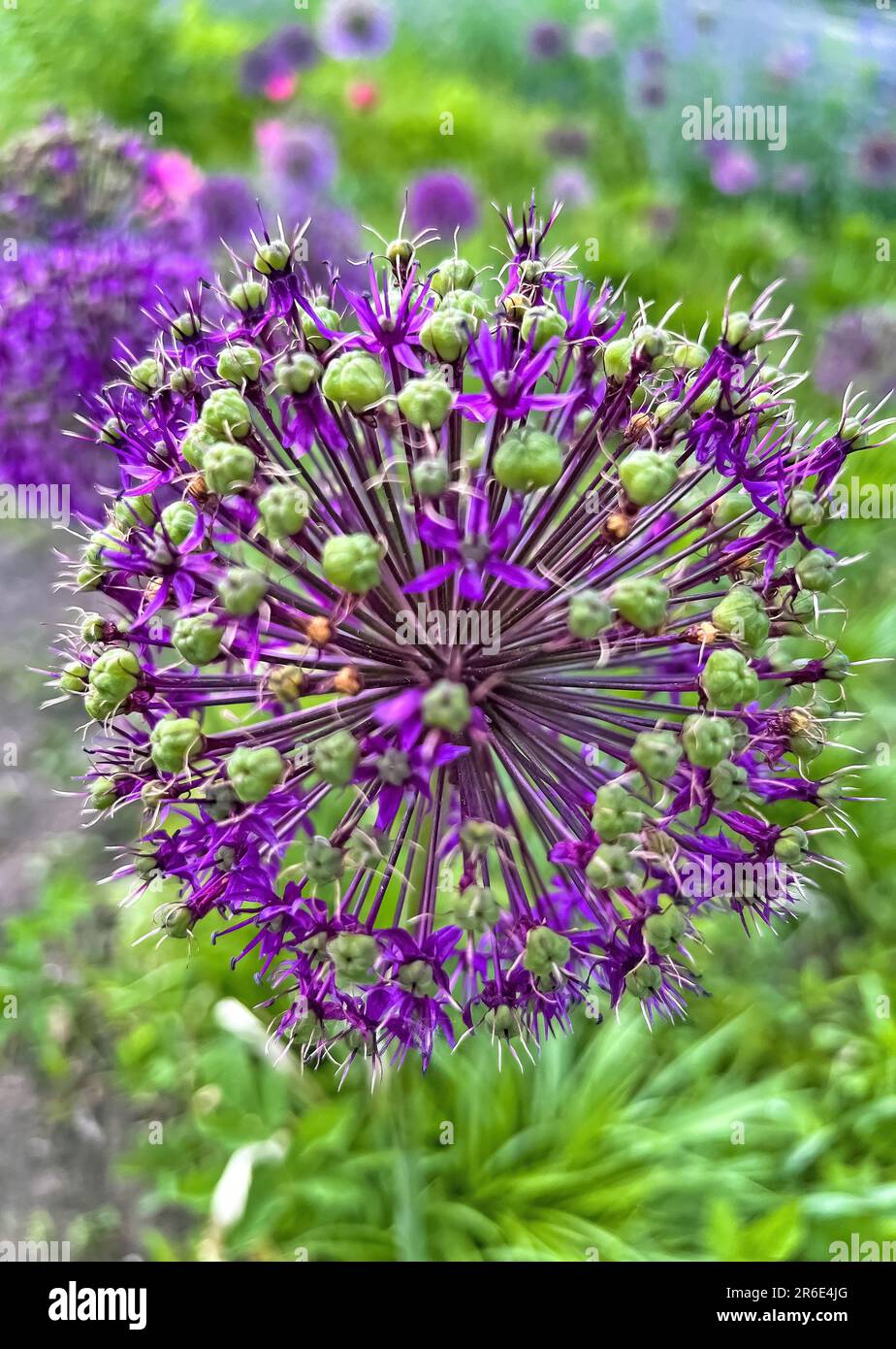 Beautiful fluffy purple flower bow Stock Photo - Alamy