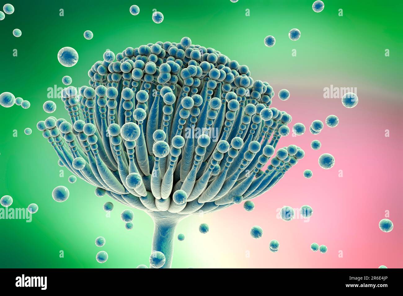 Aspergillus fungus, computer illustration. This is a toxic fungus that ...