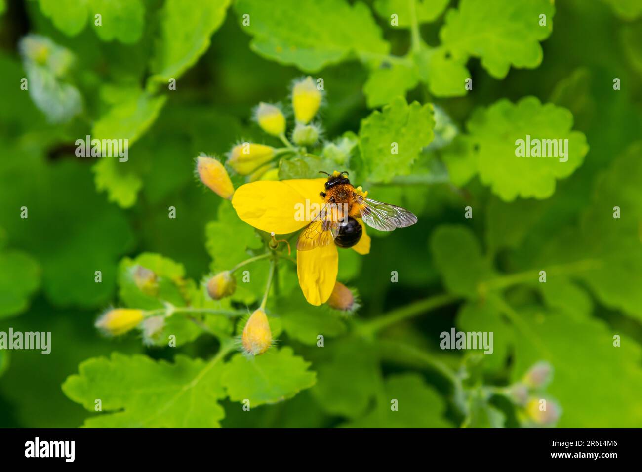 Celandine. Chelidonium family Poppy taxonomic name of the genus ...
