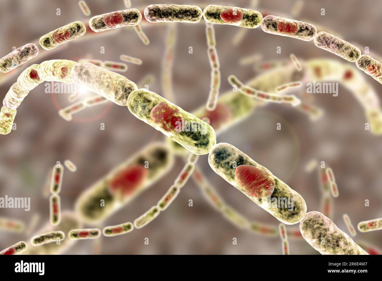 Anthrax bacteria, computer illustration. Anthrax bacteria (Bacillus ...