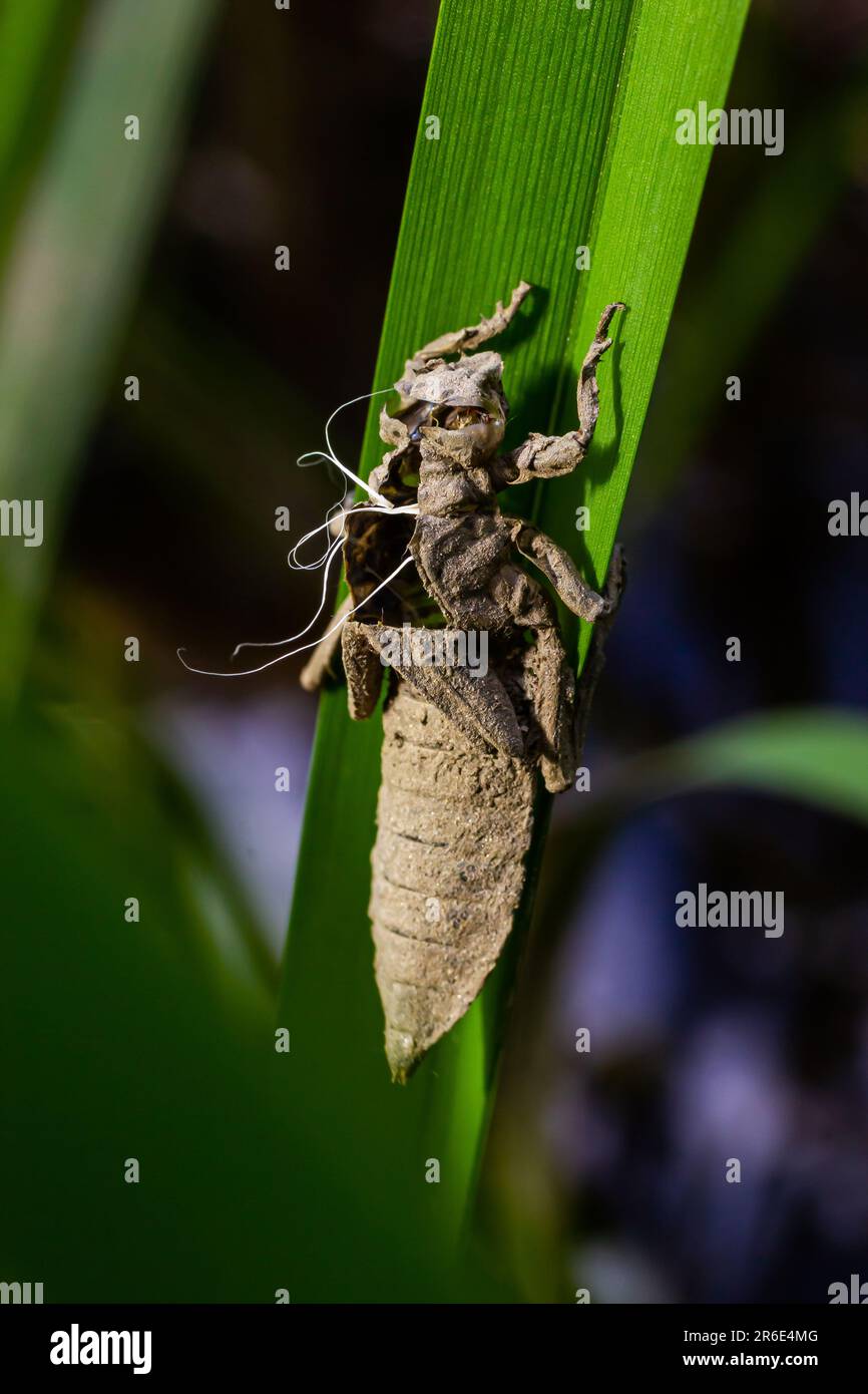 Larval dragonfly grey shell. Nymphal exuvia of Gomphus vulgatissimus ...