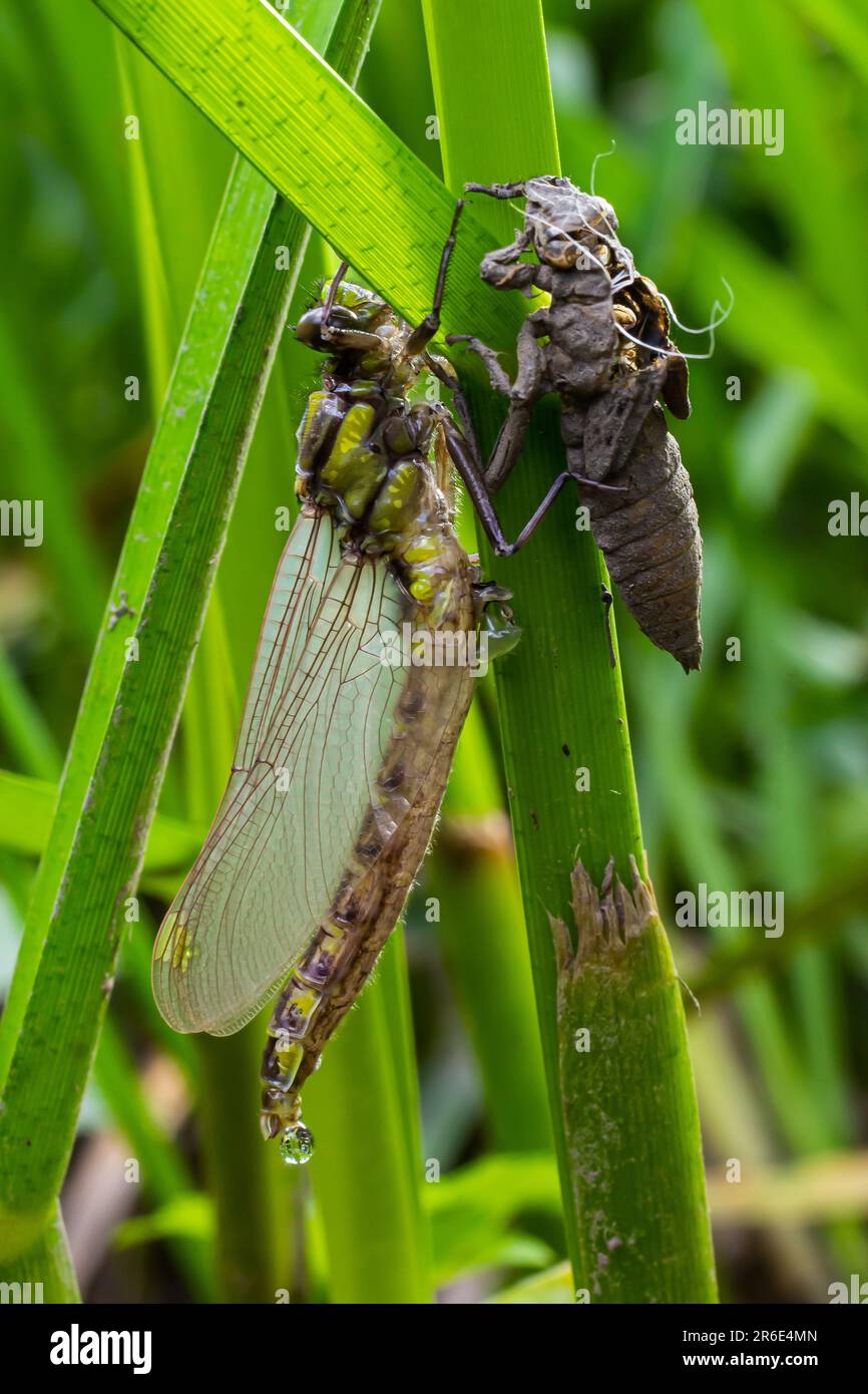 Larval dragonfly grey shell. Nymphal exuvia of Gomphus vulgatissimus ...