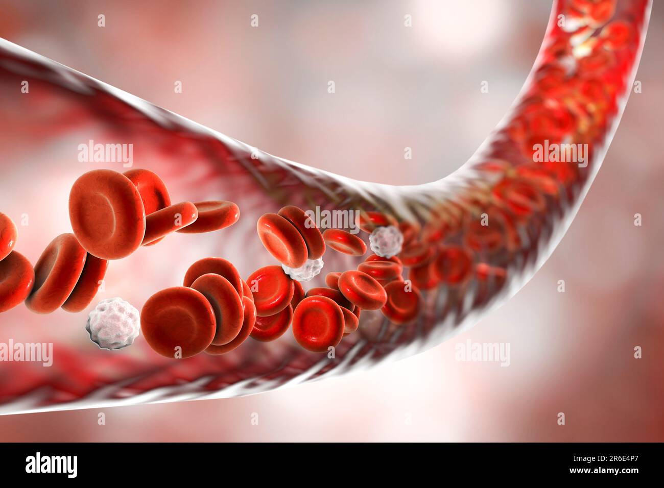 Blood vessel, computer illustration. Red blood cells and white blood ...